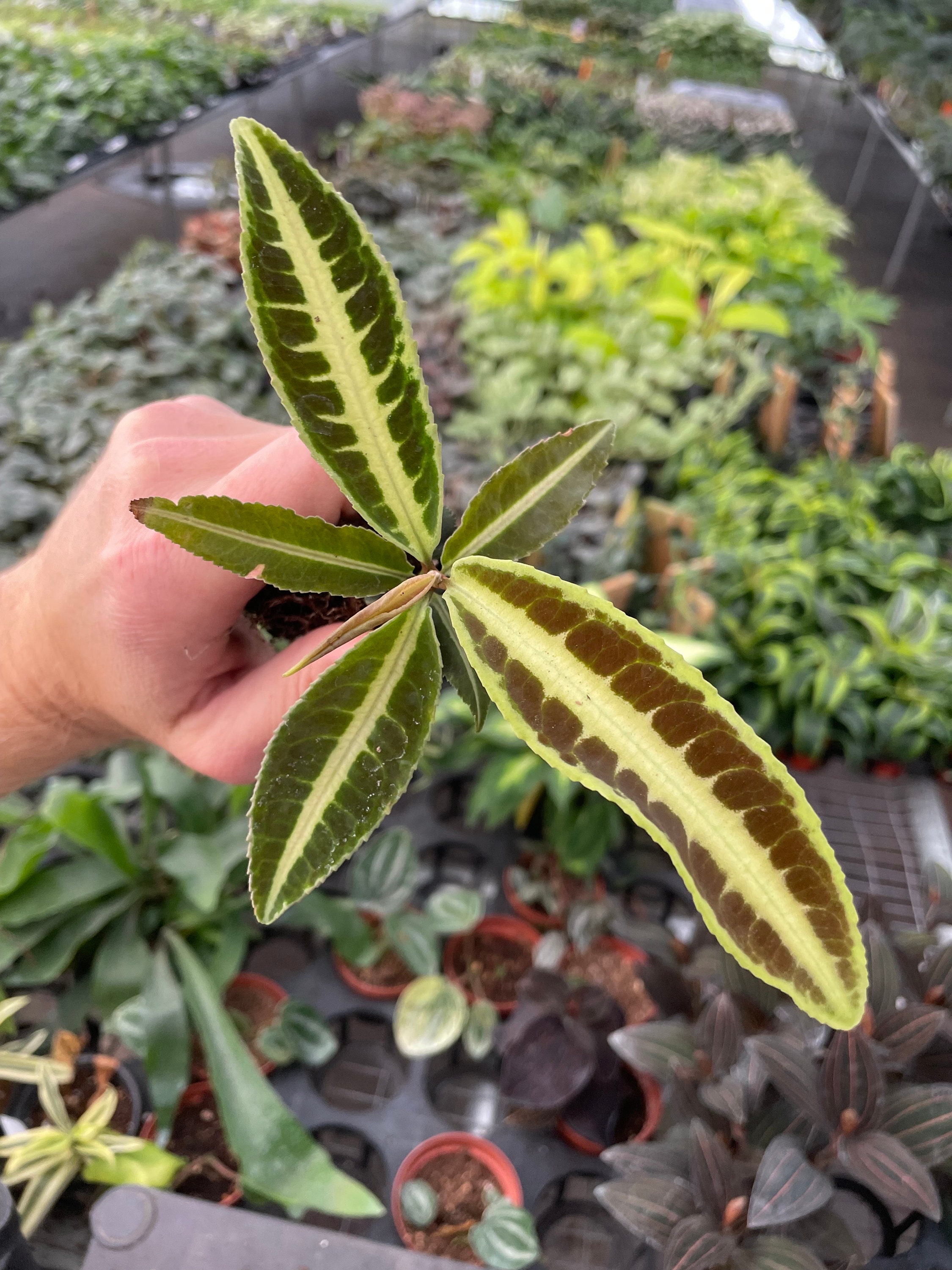 Labisia .sp Riau Fishbone Starter Plant (ALL STARTER PLANTS Require You ...