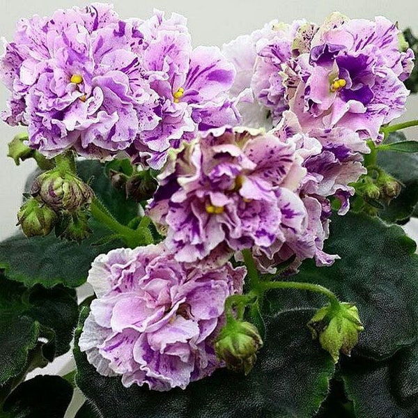 Watermelon Snow African Violet - Etsy