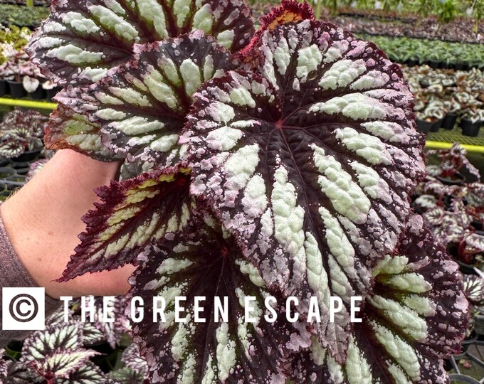Begonia Fireworks 4” Pot (ALL PLANTS Require You to Purchase 2 Plants ...