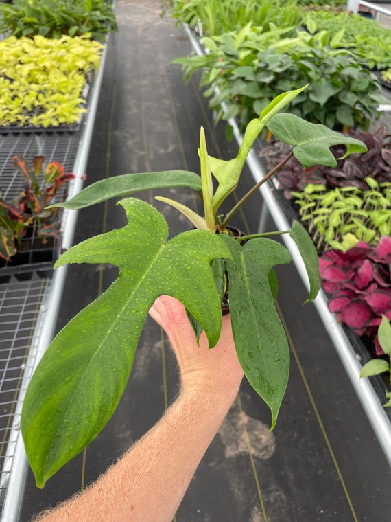 Philodendron Florida Green 4 Pot ALL PLANTS Require You to - Etsy