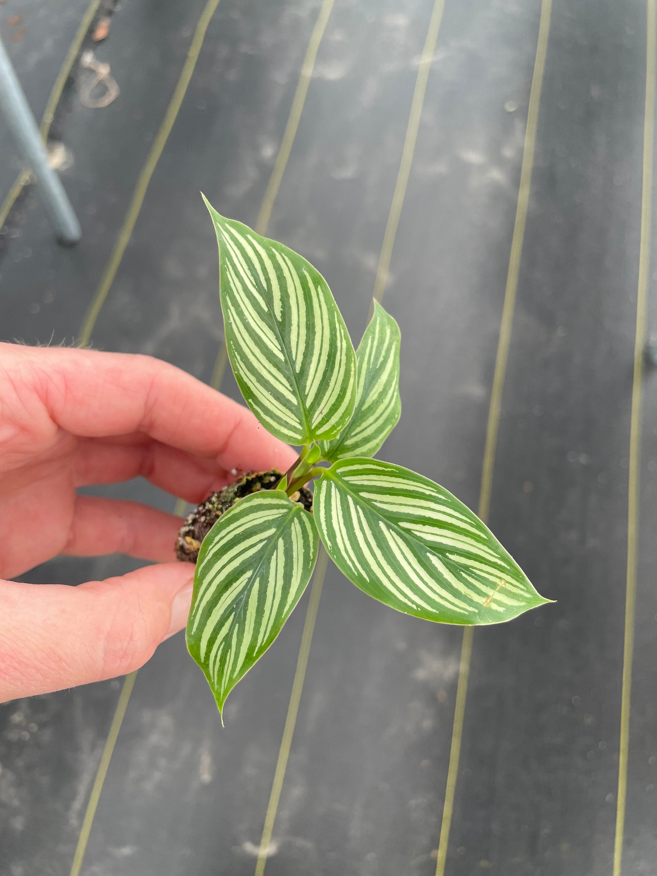 Calathea Vittata Starter Plant ALL STARTER PLANTS Require You - Etsy