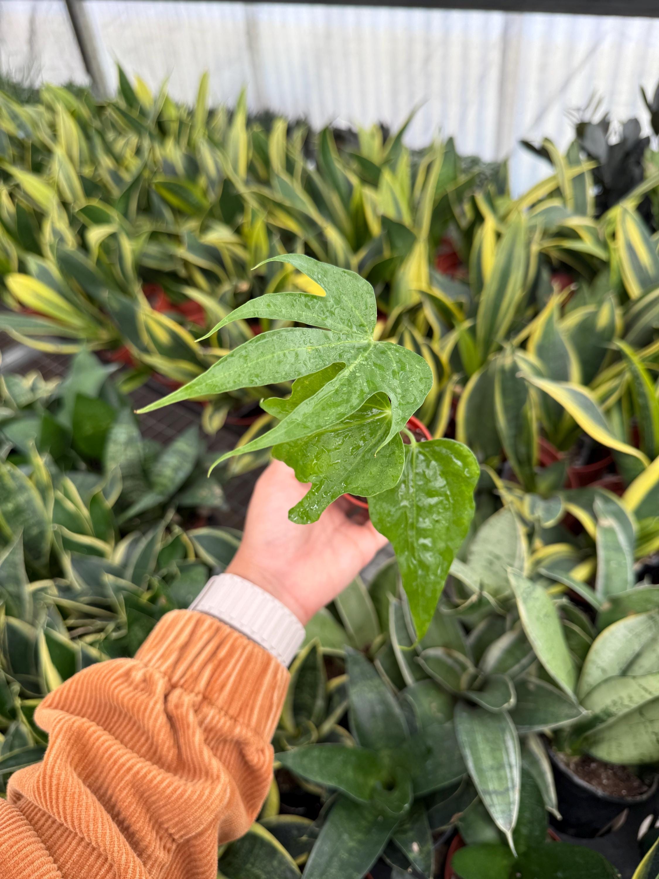 Anthurium Pedato Radiatum “fingers” 2” Pot (ALL PLANTS Require You to ...