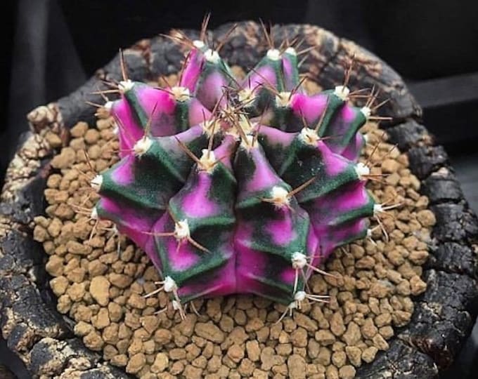 Gymnocalycium Mihanovichii “pink Diamond” Cactus Starter Plant (ALL ...