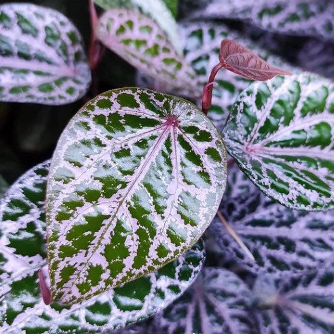 Pink Piper Crocatum Starter Plant (ALL Starter PLANTS Require You to ...