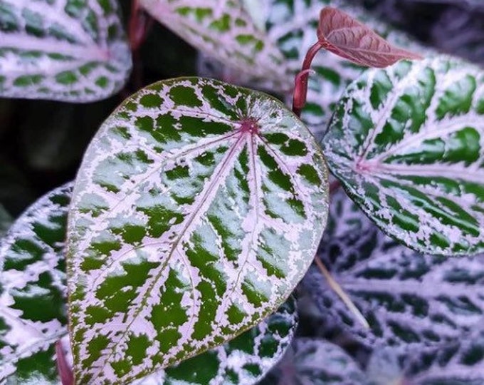 Pink Piper Crocatum Starter Plant (ALL Starter PLANTS Require You to ...