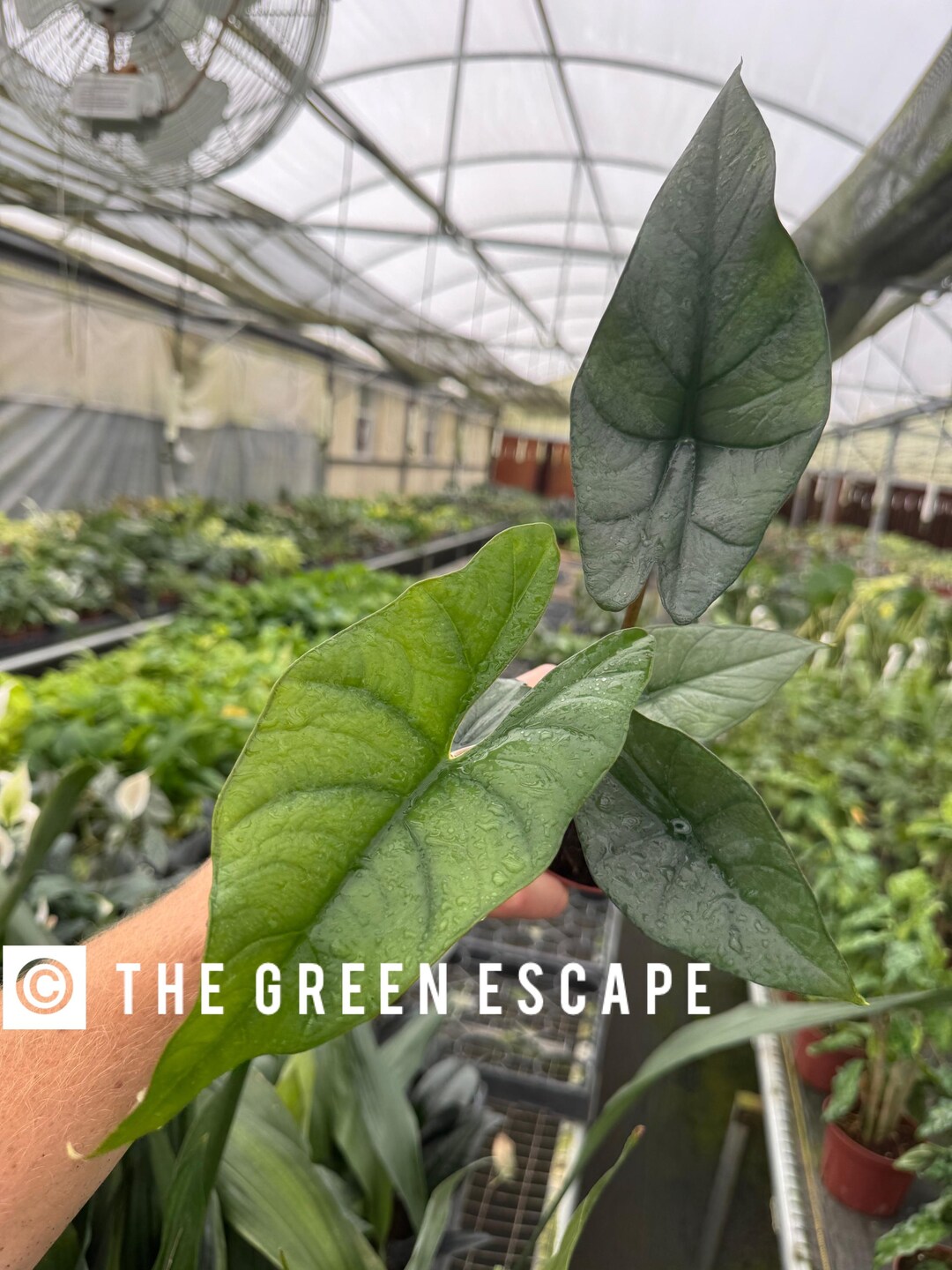 Alocasia Platinum Bisma 4” Pot (ALL PLANTS Require You to Purchase 2 ...