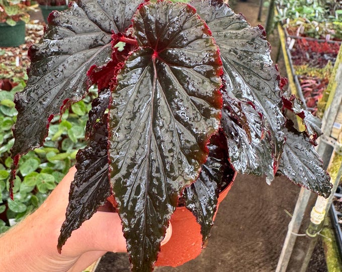 Begonia Black Magic 4” Pot (ALL PLANTS Require You to Purchase 2 Plants ...