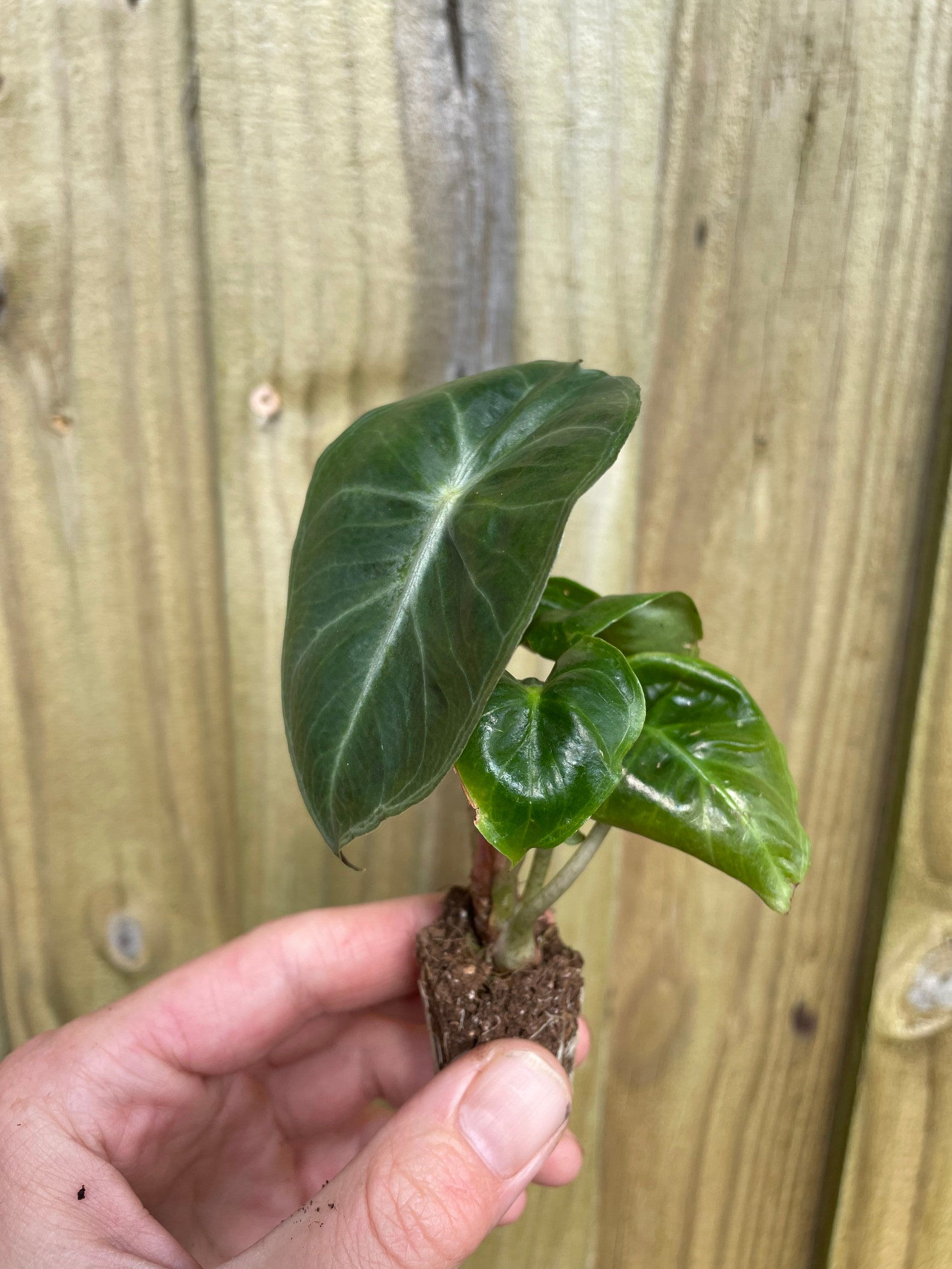 Alocasia Pink Princess Starter Plant (ALL STARTER PLANTS Require You to ...