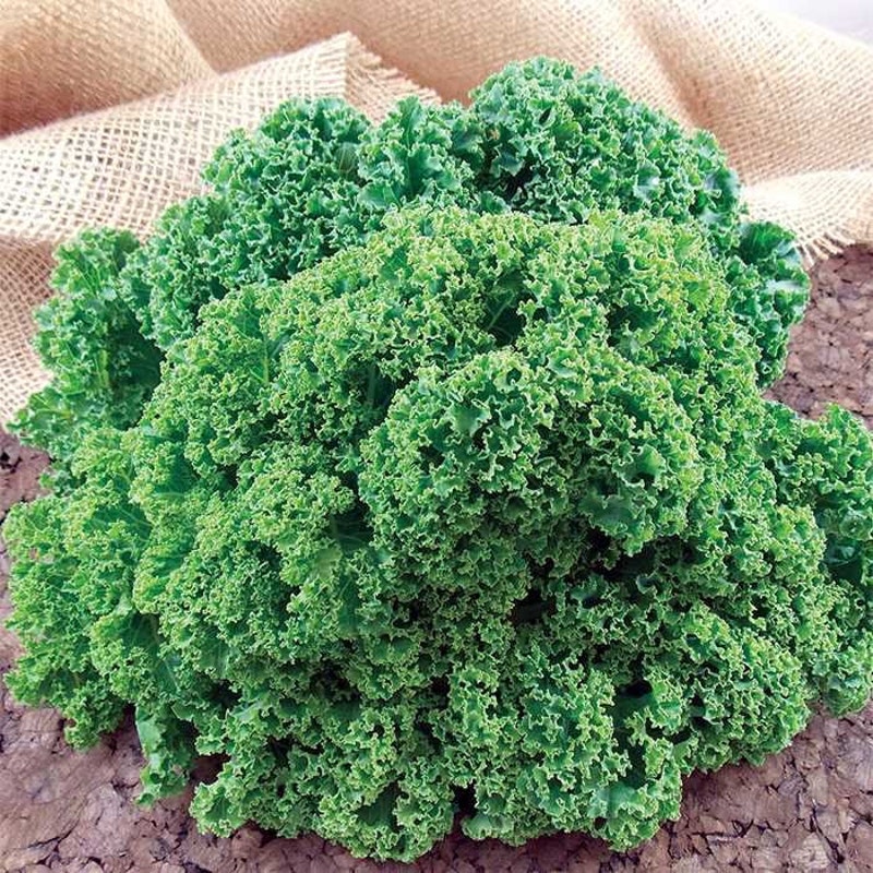 Kale Seeds - Etsy