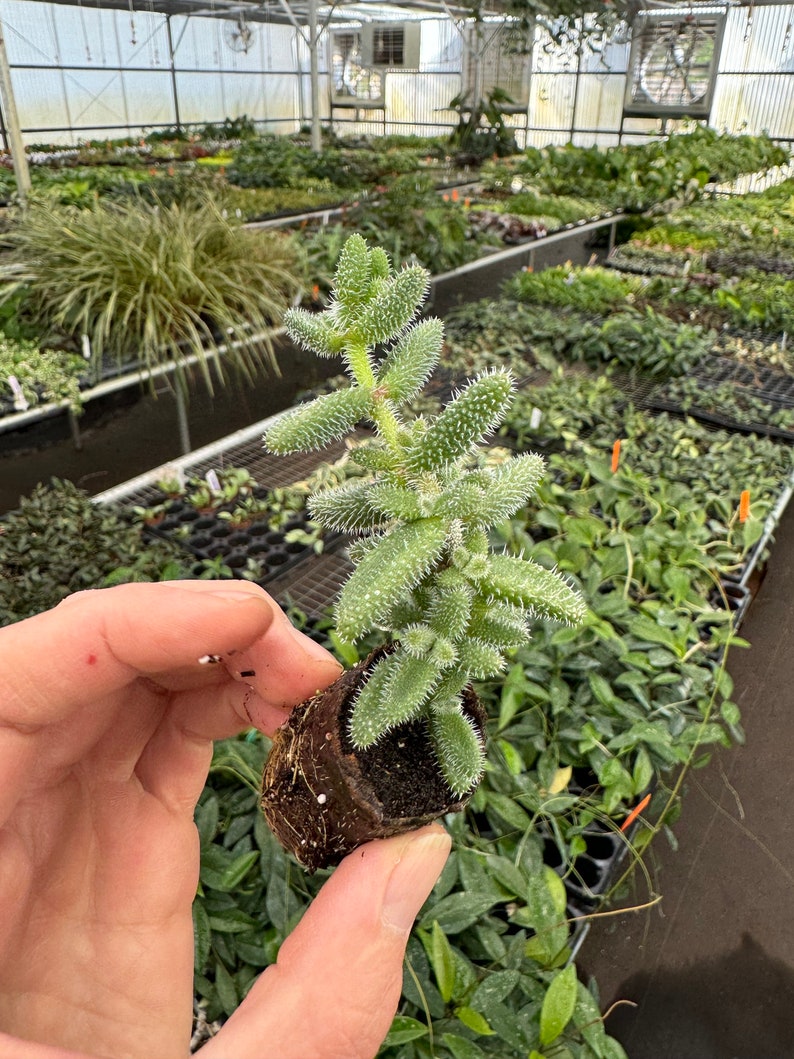 Delosperma Gherkin Starter Plant (ALL STARTER PLANTS Require You to ...