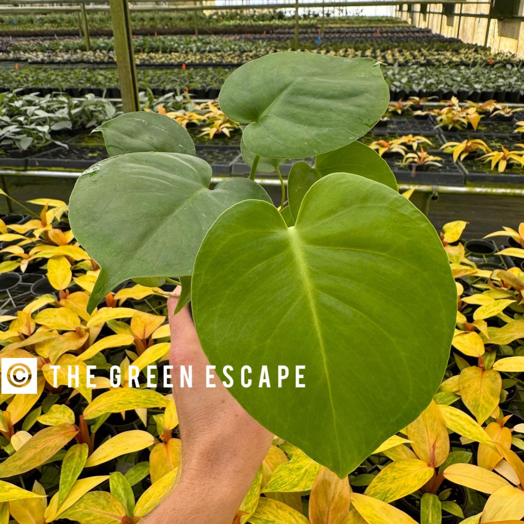 Seed Grown Monstera Deliciosa 4” Pot (ALL PLANTS Require You to ...