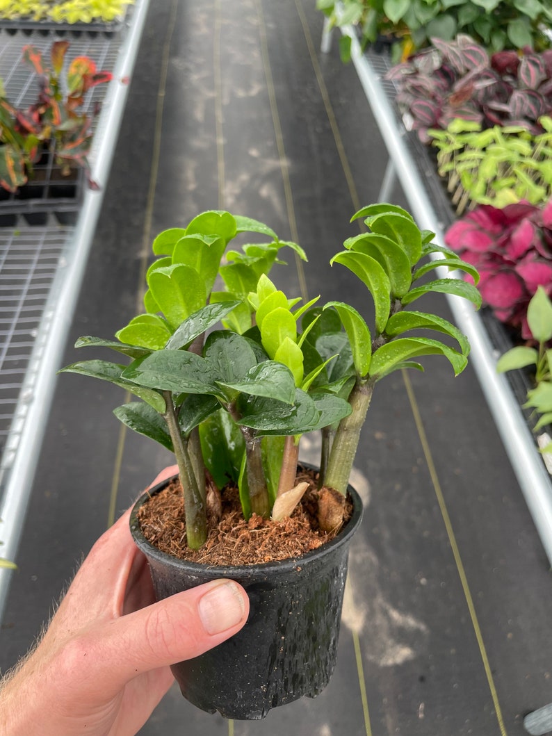 Zz Zenzi Plant zamioculcas Zamiifolia 4 Pot ALL PLANTS - Etsy