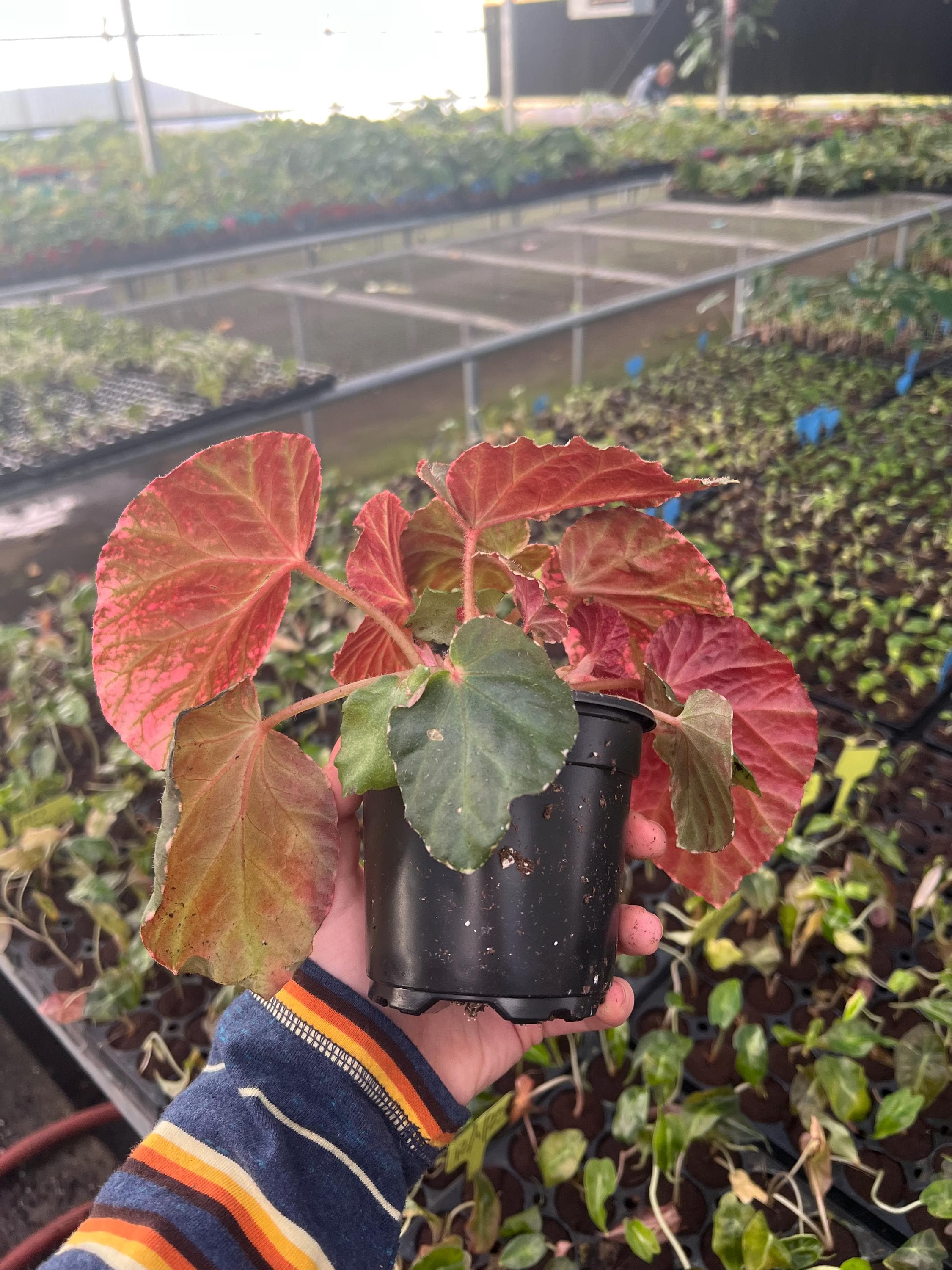 Begonia Midnight Sun 4” Pot (ALL PLANTS Require You to Purchase 2 ...