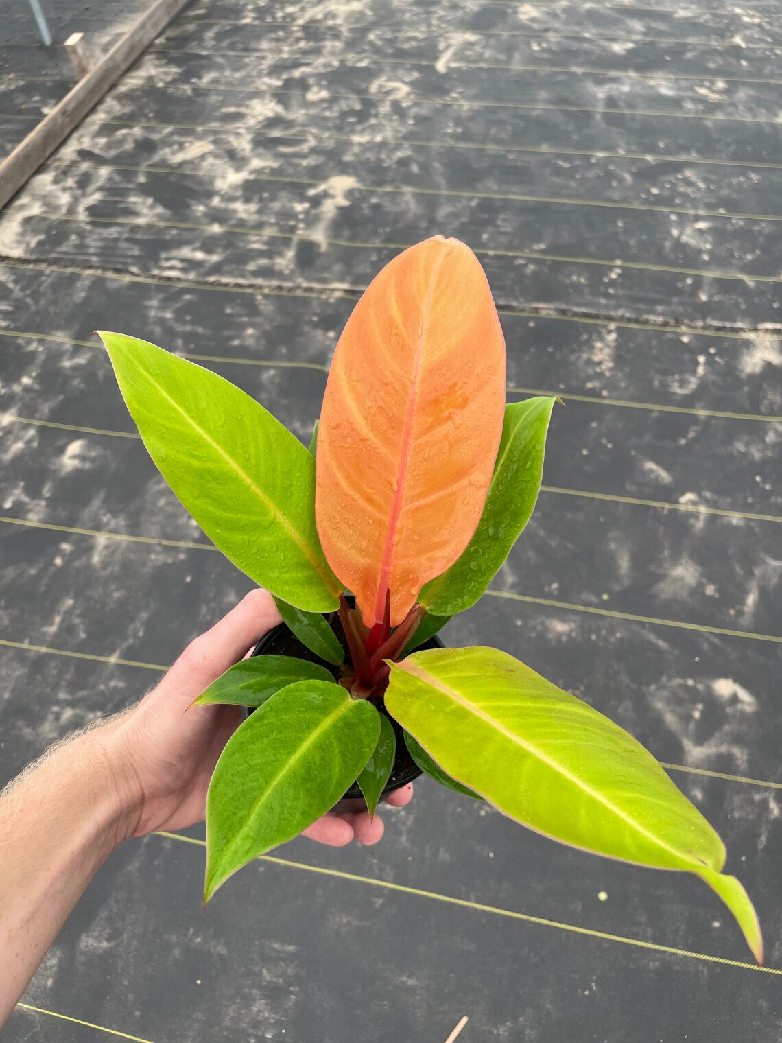 Philodendron Prince of Orange 4 Pot ALL PLANTS Require You - Etsy