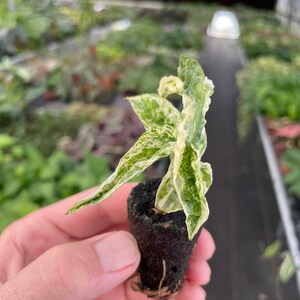 Albo Variegated Spider Man Monstera variegated Amydrium Medium Starter ...