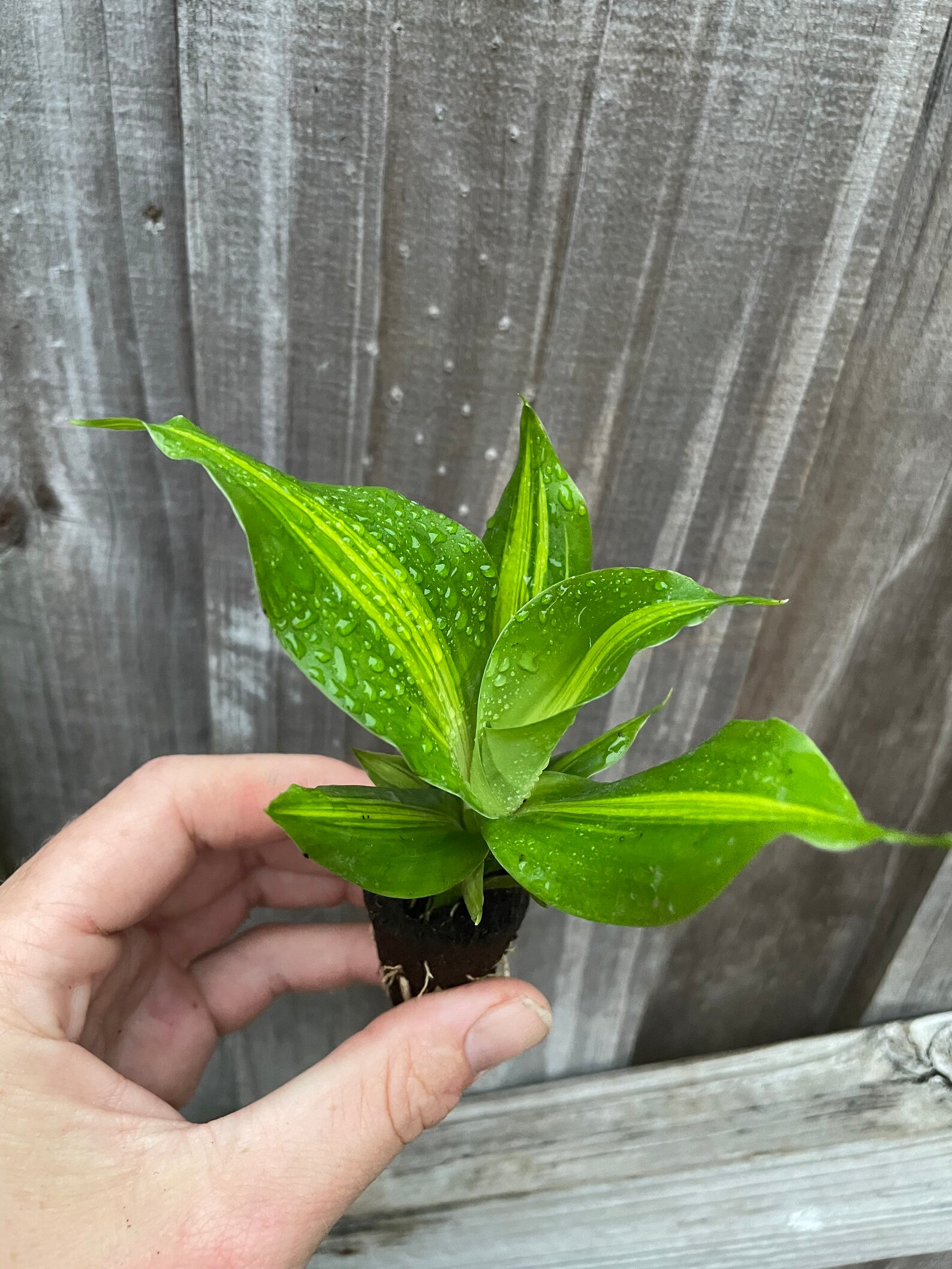 Dracaena Marley Starter Plant ALL STARTER PLANTS Require You - Etsy