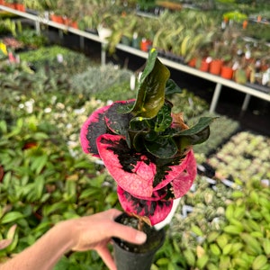 Rose Croton 4 Pot ALL PLANTS Require You to Purchase 2 Plants - Etsy