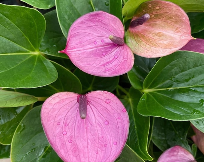 Anthurium Violet Bouquet Starter Plant (ALL STARTER PLANTS Require You ...