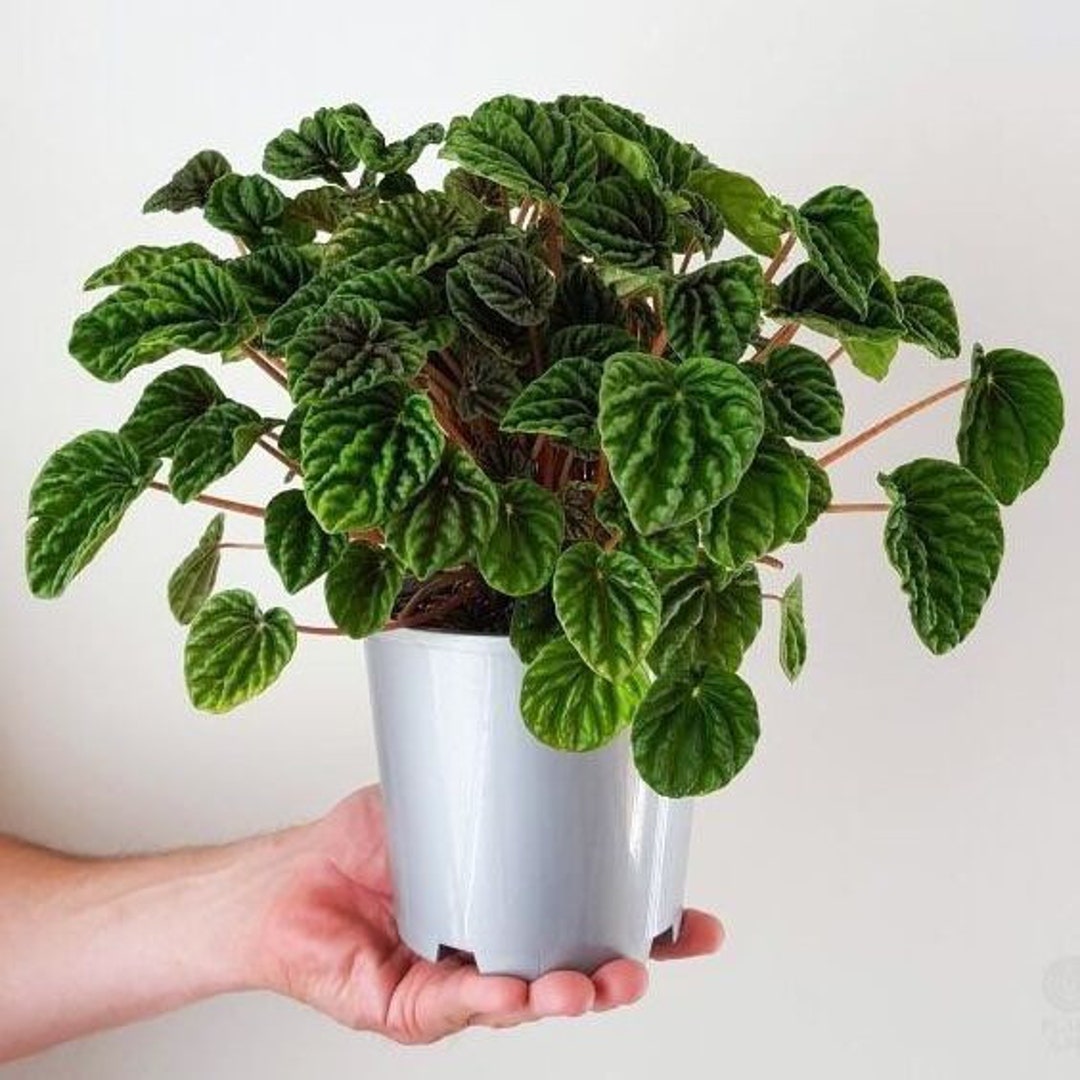 Peperomia Green Ripple Starter Plant (ALL STARTER PLANTS Require You to ...