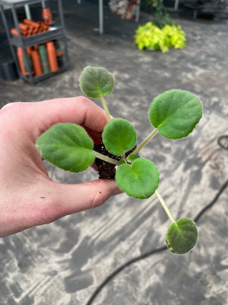 Suncoast Coral Razz African Violet Starter Plant ALL Starter - Etsy