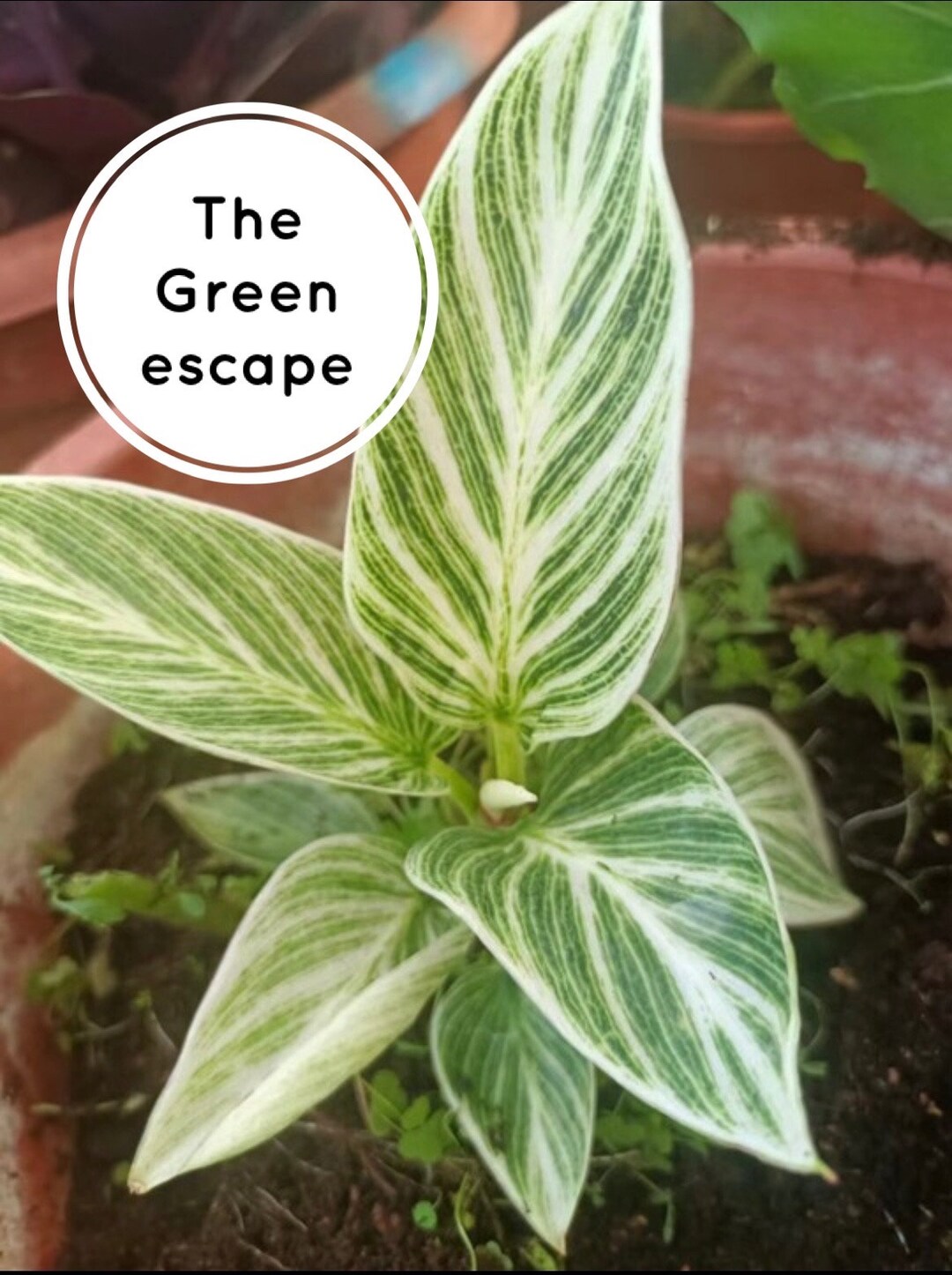 Philodendron Birkin Galaxy Starter Plant (ALL STARTER PLANTS Require ...