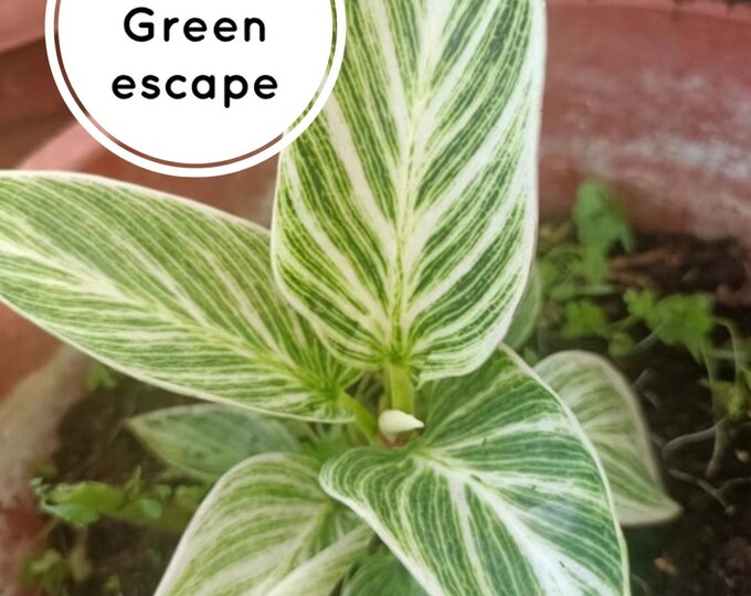 Philodendron Birkin Galaxy Starter Plant ALL STARTER PLANTS Require You ...