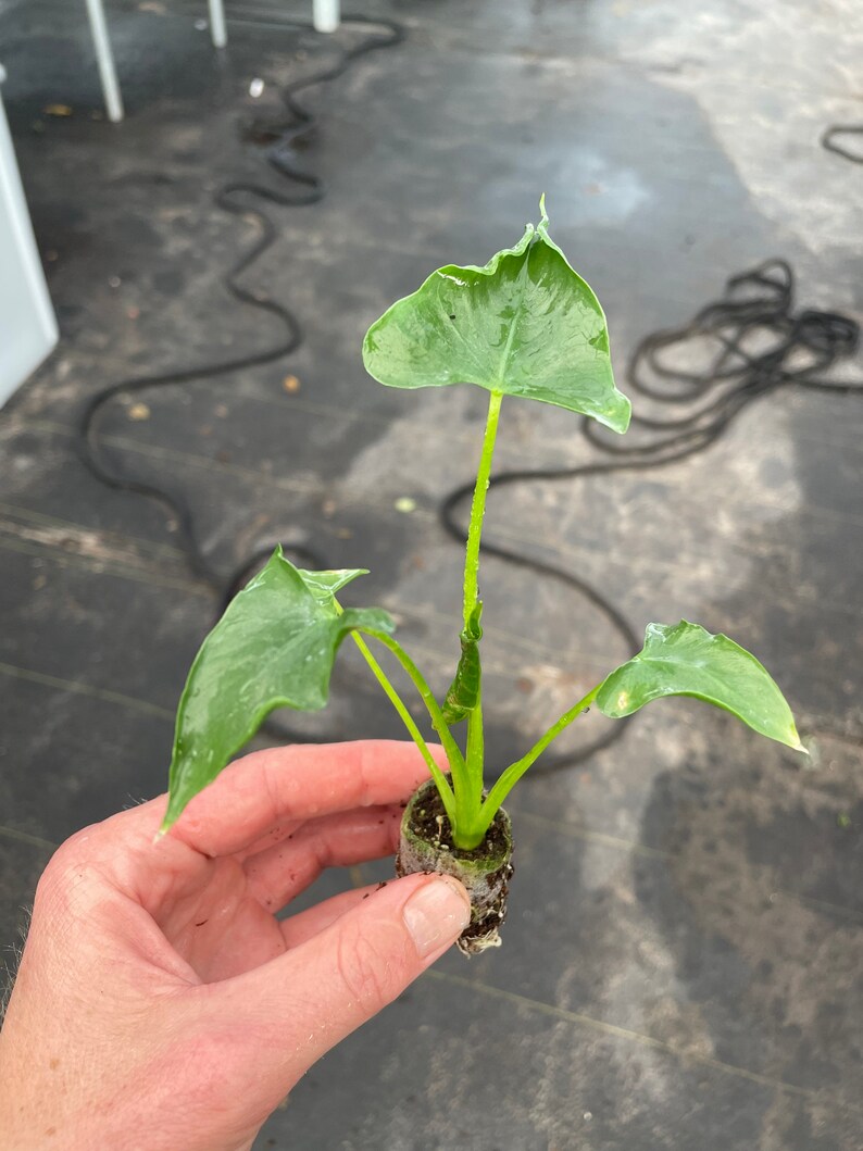 Alocasia Triangularis Starter Plant ALL STARTER PLANTS - Etsy