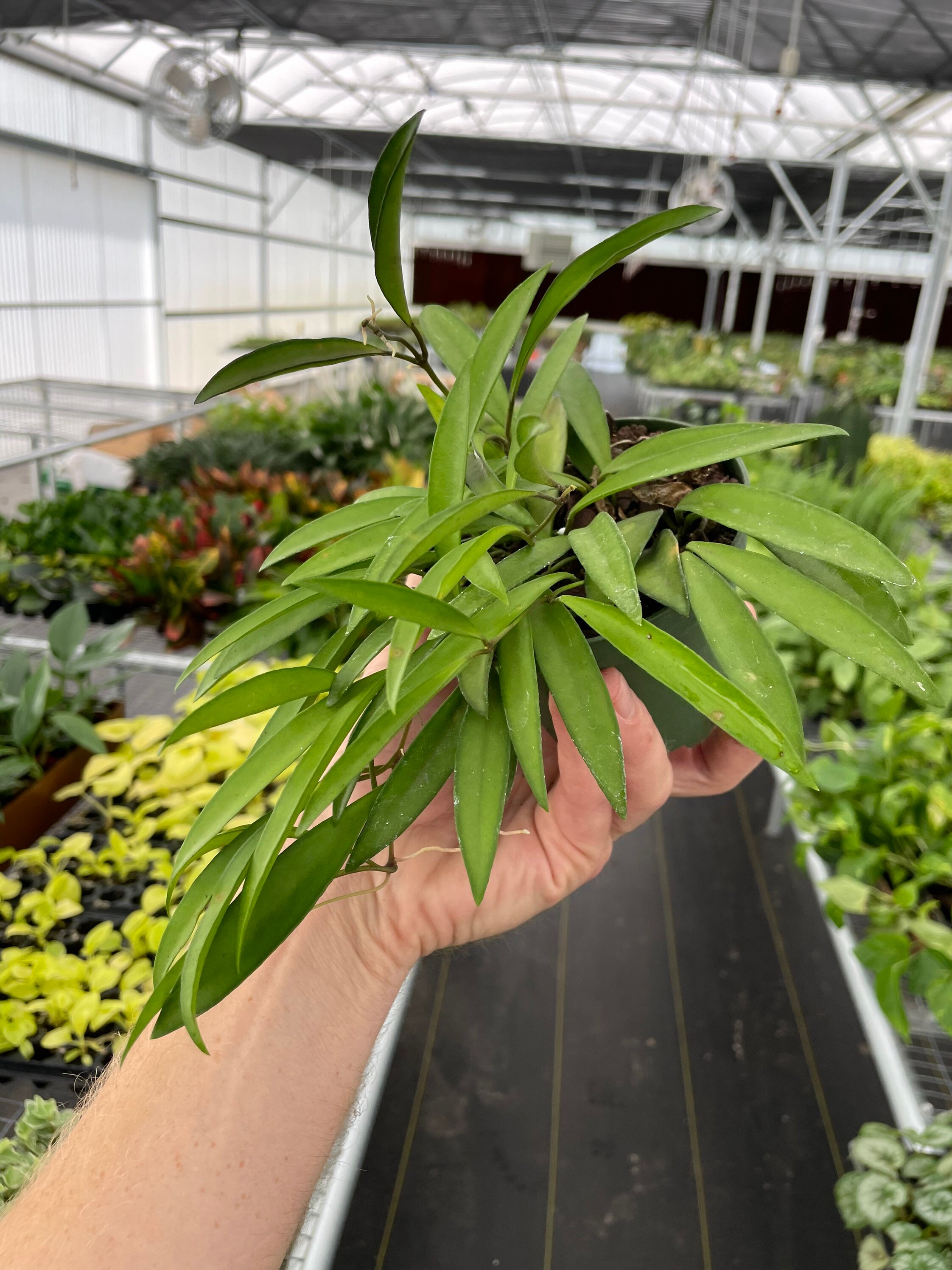 Hoya Wayetti Green 4 Pot ALL PLANTS Require You to Purchase - Etsy