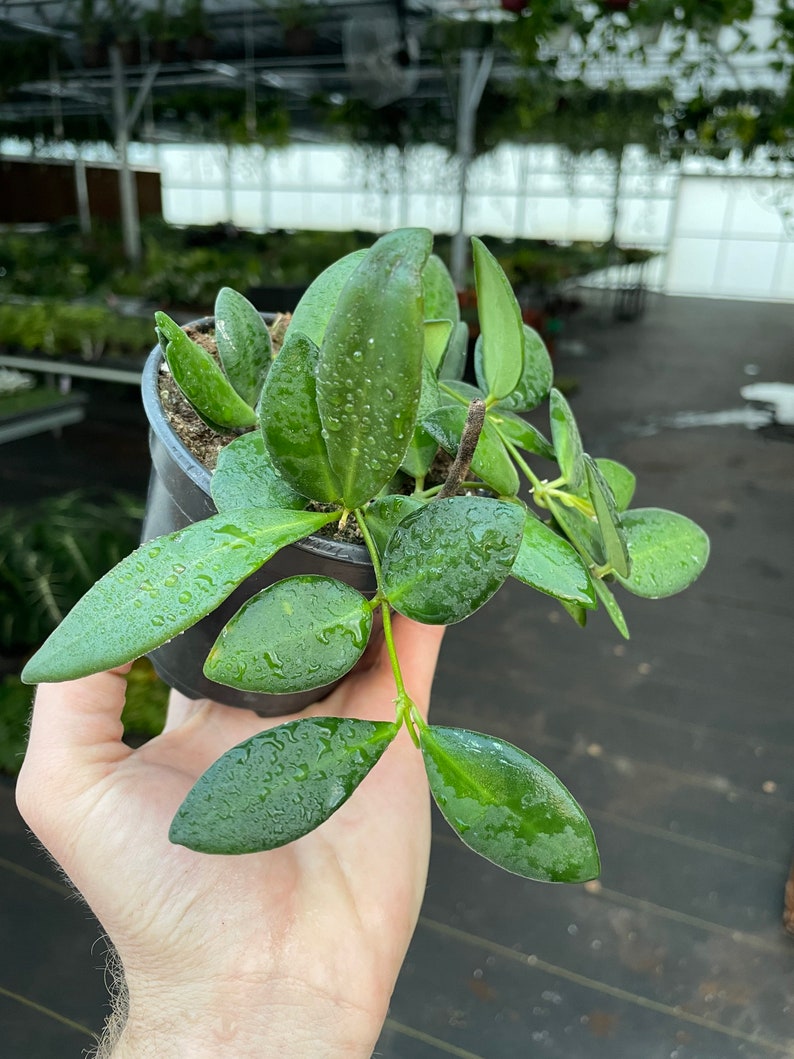 Hoya DS-70 “burtoniae ” 4” Pot (ALL PLANTS Require You to Purchase 2 ...