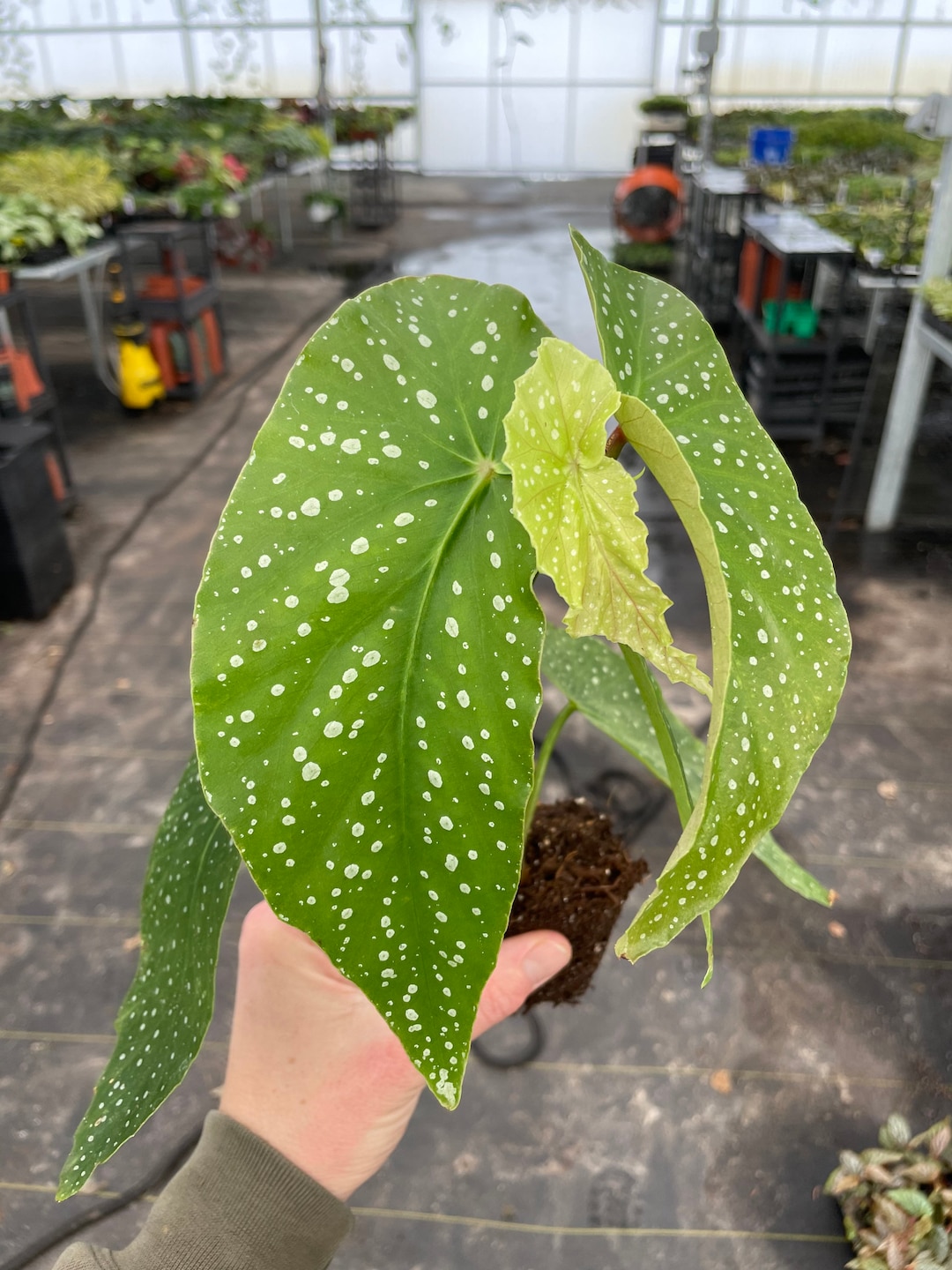 Harmonys Fairy Godmother Begonia Starter Plant ALL STARTER PLANTS ...
