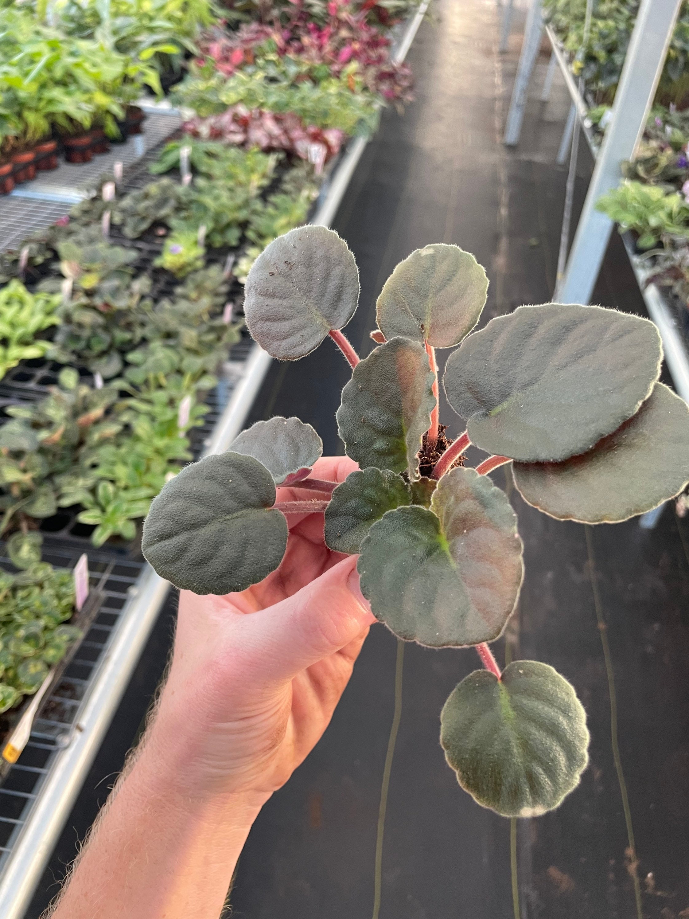 African Violet Plant Leaf