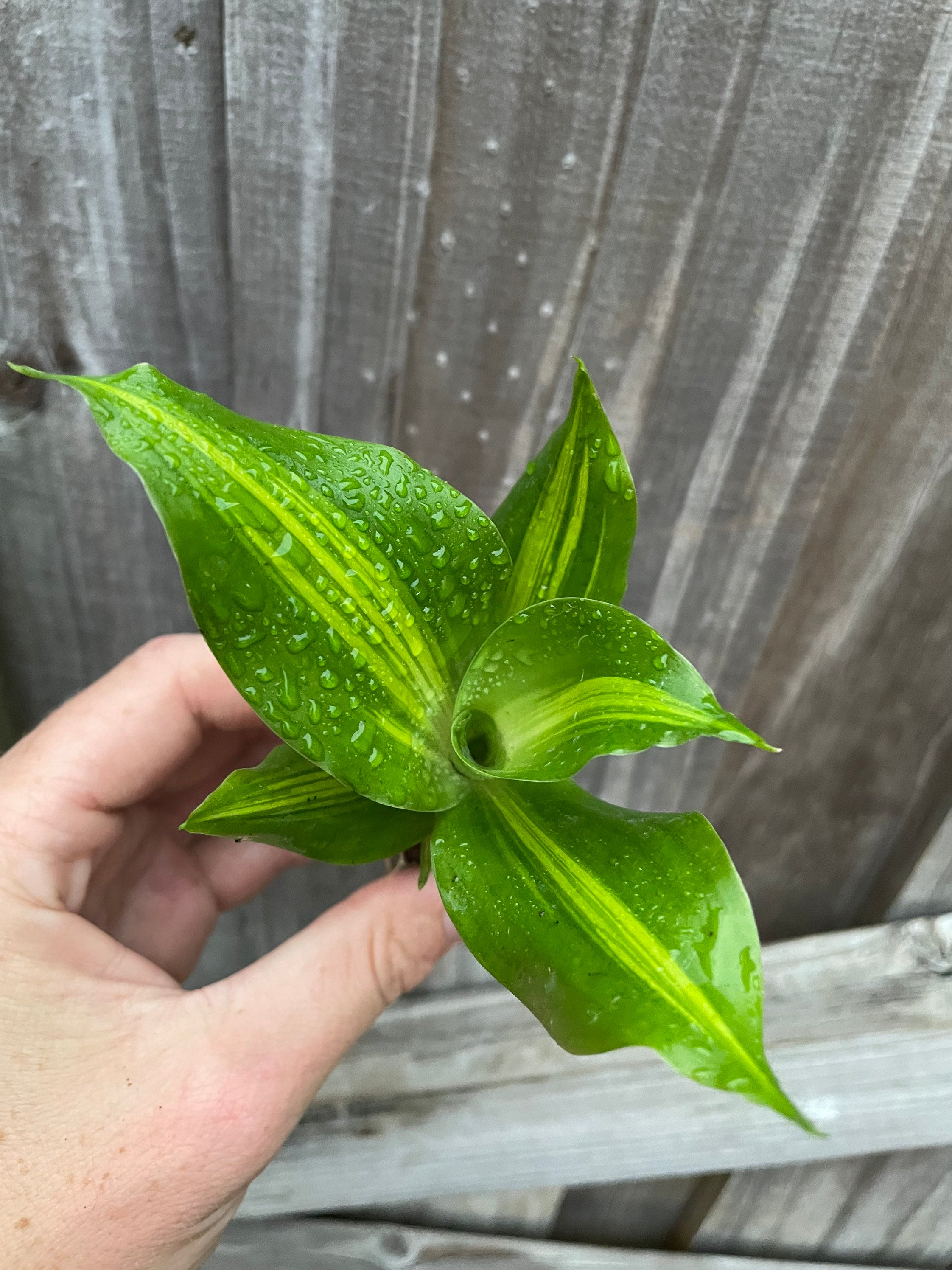 Dracaena Marley Starter Plant ALL STARTER PLANTS Require You - Etsy