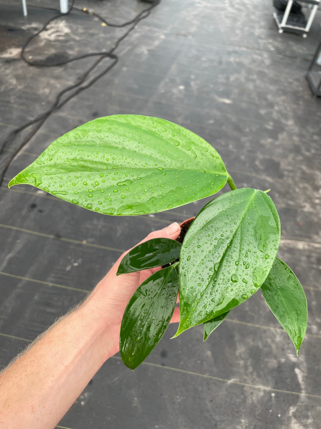 Raphidaphora Decursiva “dragon Tail” 4” Pot (ALL PLANTS Require You to ...