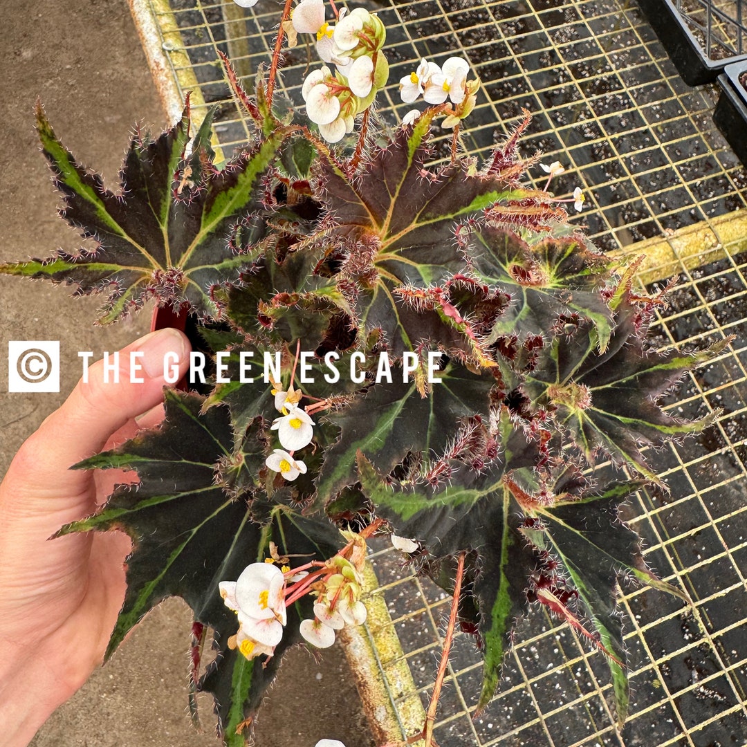 Comores Begonia 6pot ALL PLANTS Require You to Purchase 2 Plants - Etsy