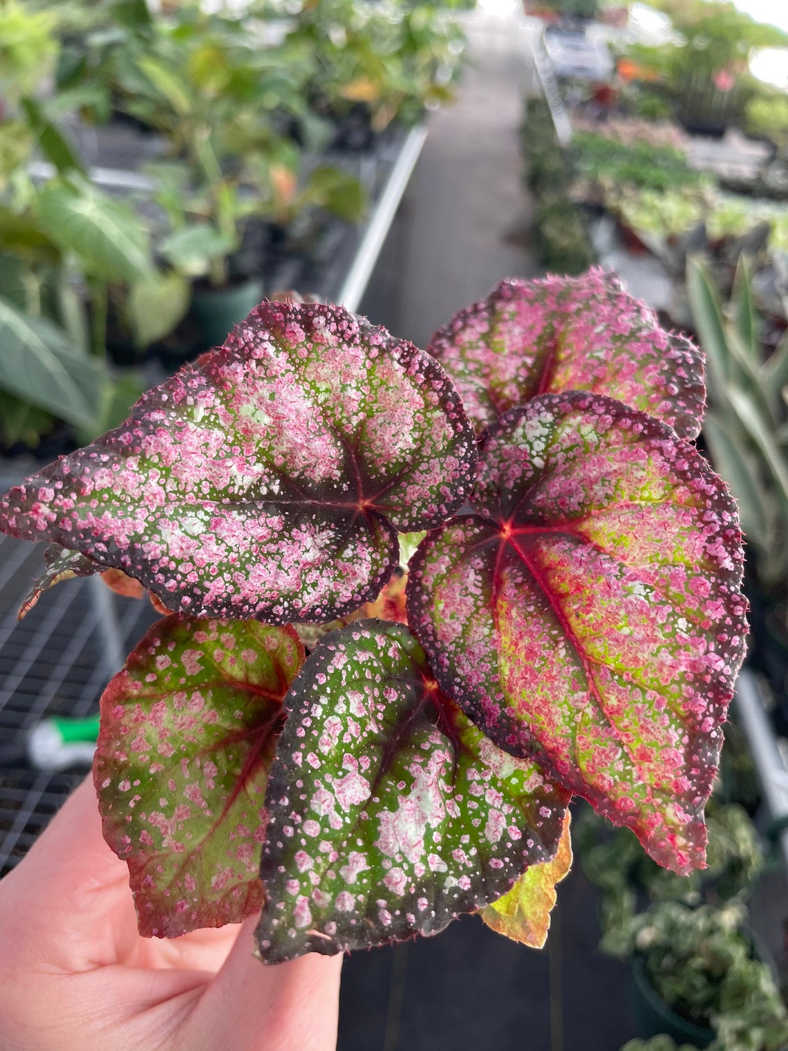 Harmonys Royal Majesty Begonia Starter Plant ALL STARTER - Etsy