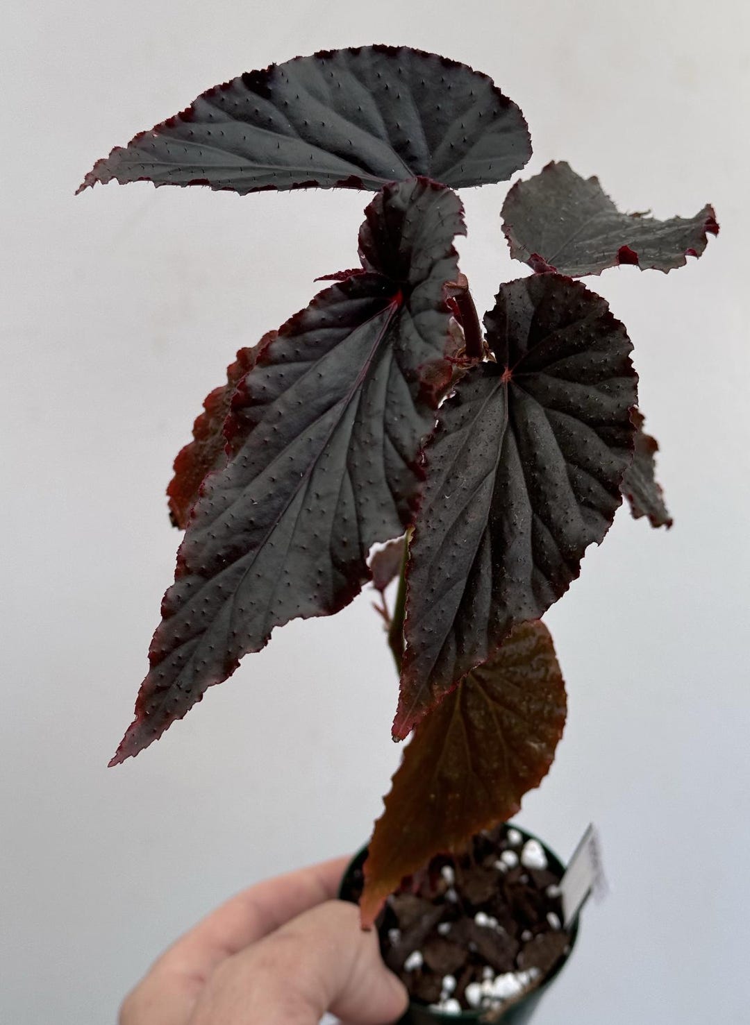 Begonia Black Magic Starter Plant (ALL STARTER PLANTS Require You to ...