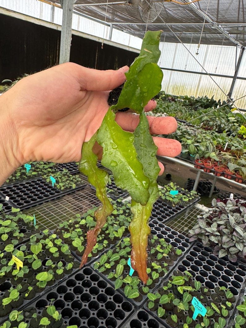 Fishbone Epiphylum Fire Starter Plant (ALL STARTER PLANTS Require You ...