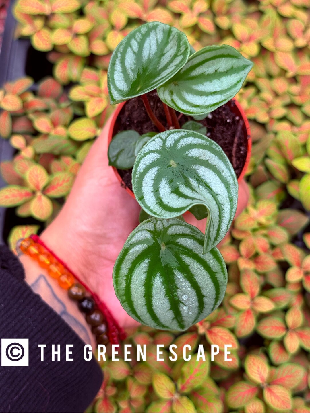 Peperomia Mini Watermelon 2” Pot (ALL PLANTS Require You to Purchase 2 ...