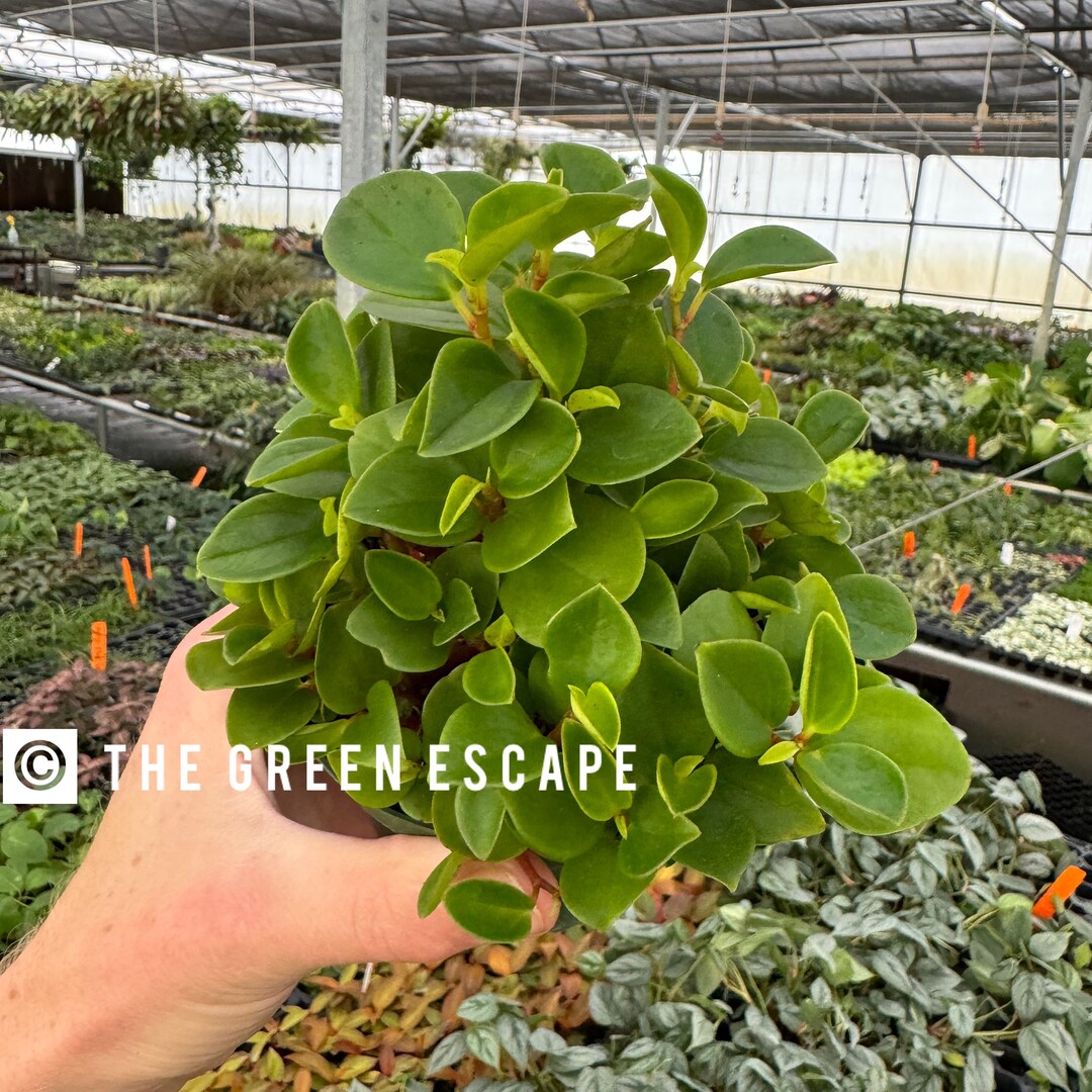 Peperomia Cubensis 4”pot (ALL PLANTS Require You to Purchase 2 Plants ...