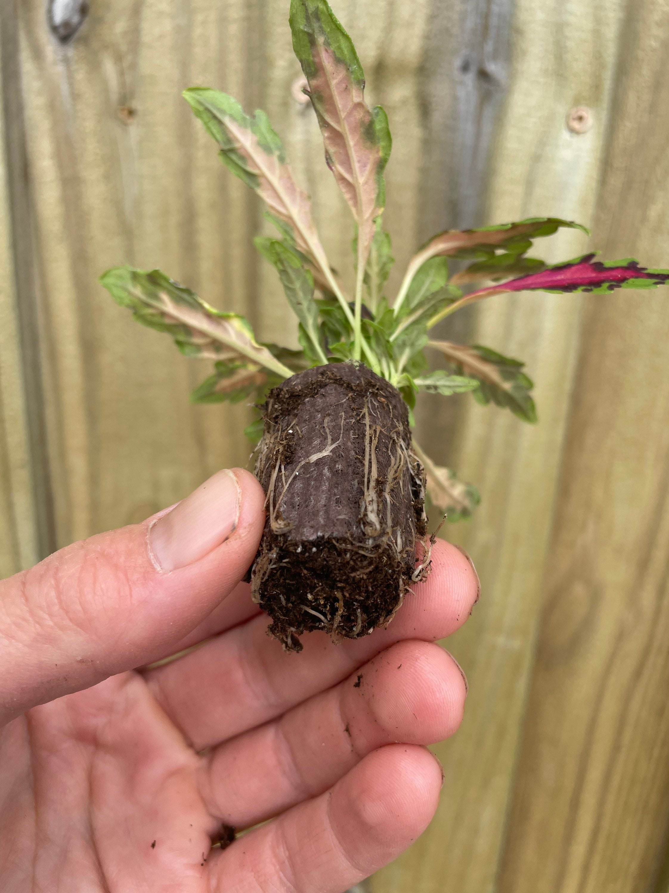 Coleus Spitfire Starter Plant ALL STARTER PLANTS Require You - Etsy