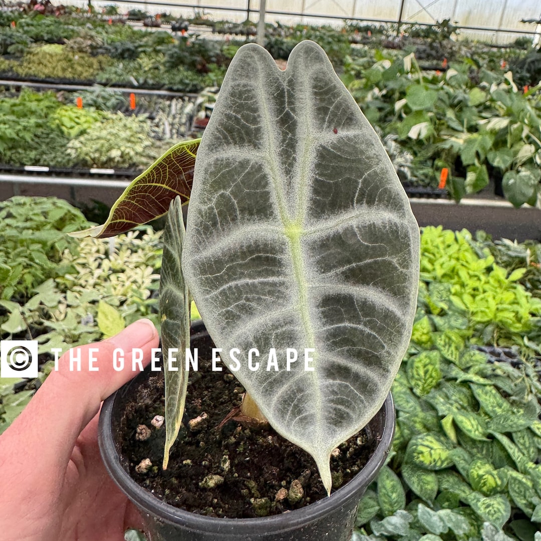 Alocasia Watsoniana Lightning 4 Pot ALL PLANTS Require You to Purchase ...