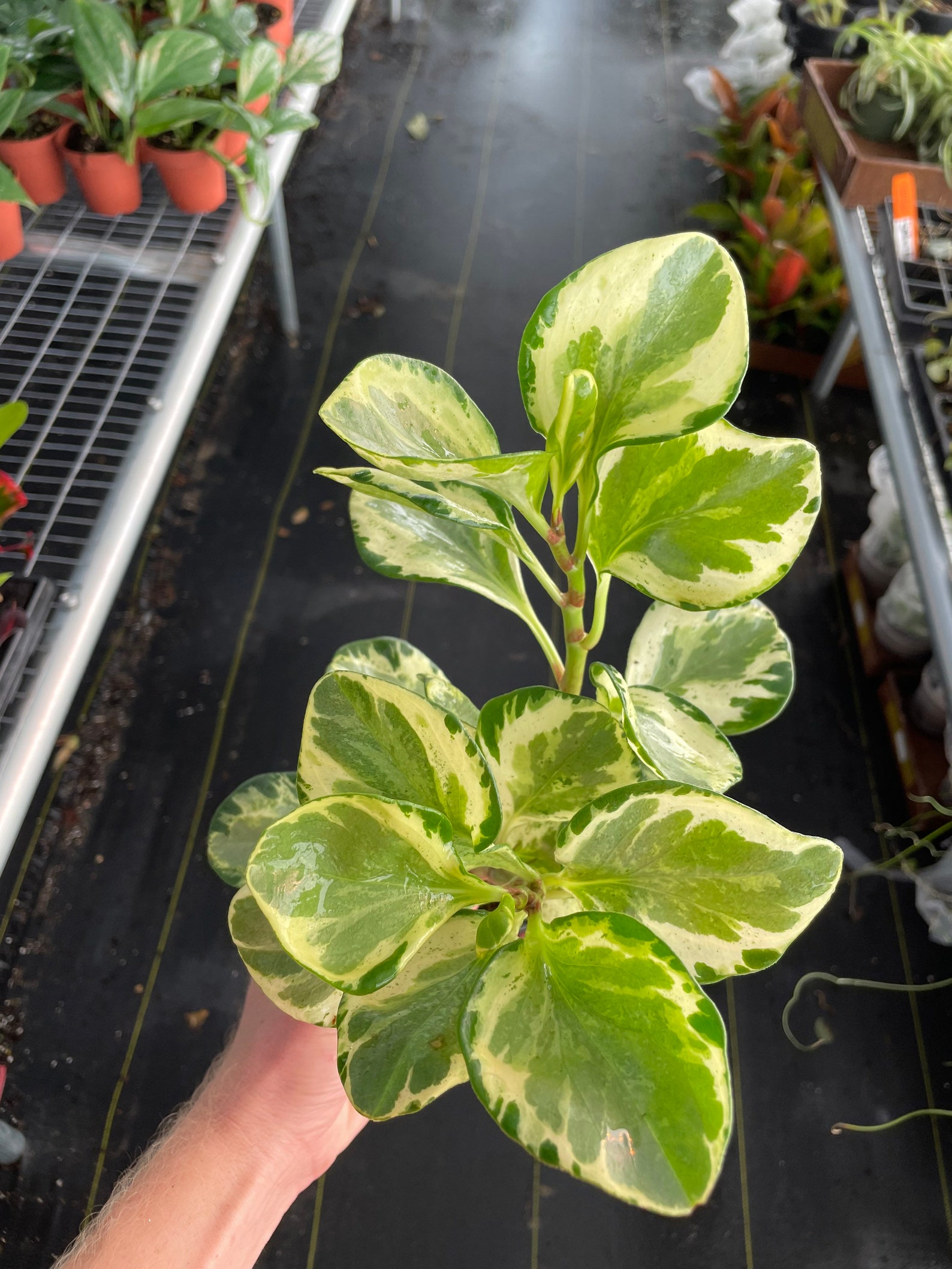 Peperomia Golden Gate 4pot ALL PLANTS Require You to - Etsy