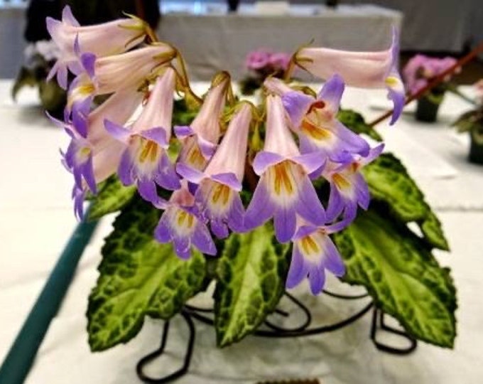 Primulina Vertigo Starter Plant (ALL STARTER PLANTS Require You to ...