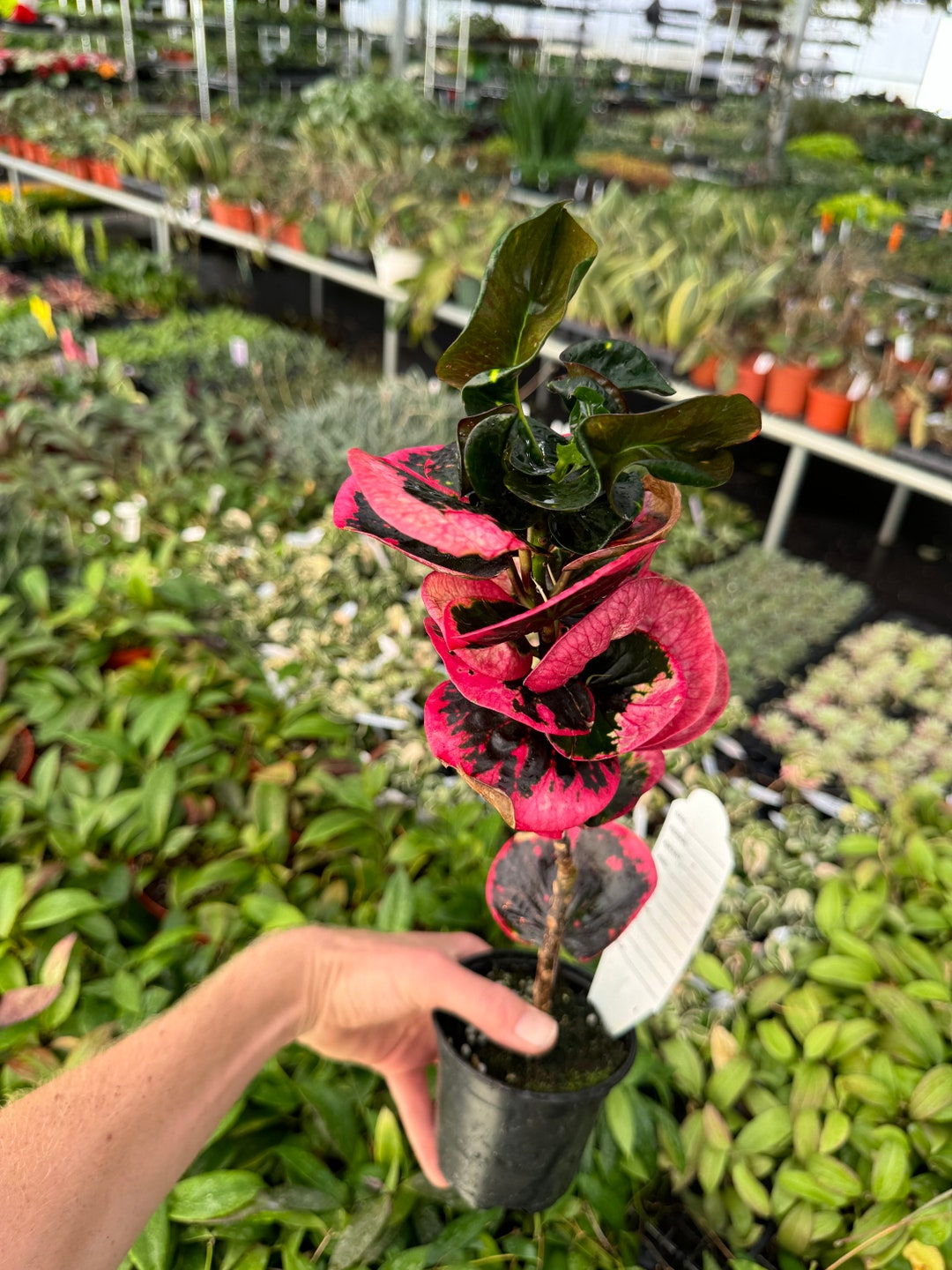 Rose Croton 4” Pot (ALL PLANTS Require You to Purchase 2 Plants!) - Etsy