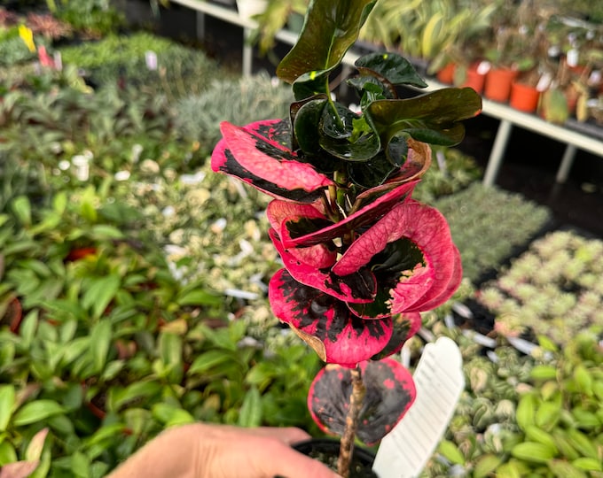 Rose Croton 4” Pot (ALL PLANTS Require You to Purchase 2 Plants!) - Etsy