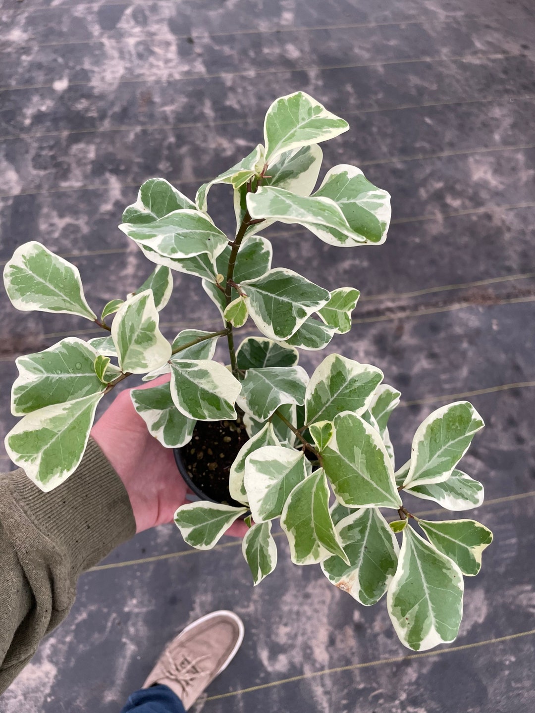 Ficus Triangularis Variegated 4” Pot (ALL PLANTS Require You to ...