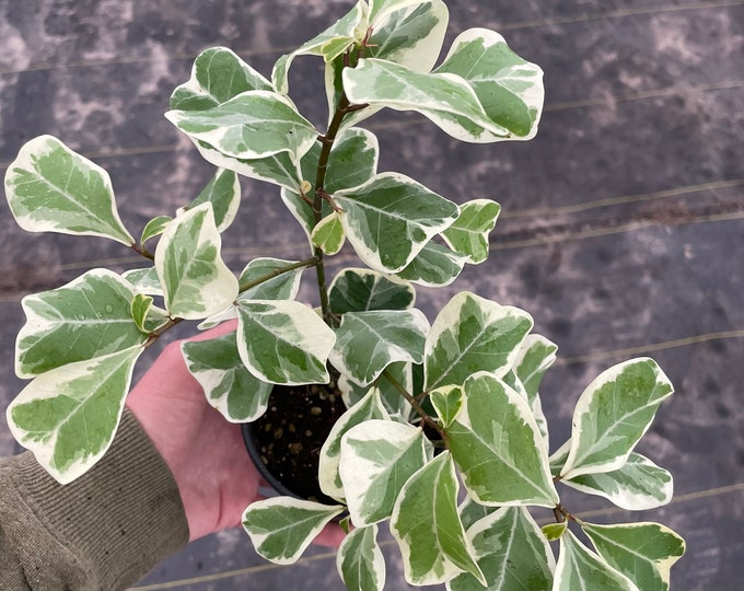 Ficus Triangularis Variegated 4” Pot All Plants Require You To