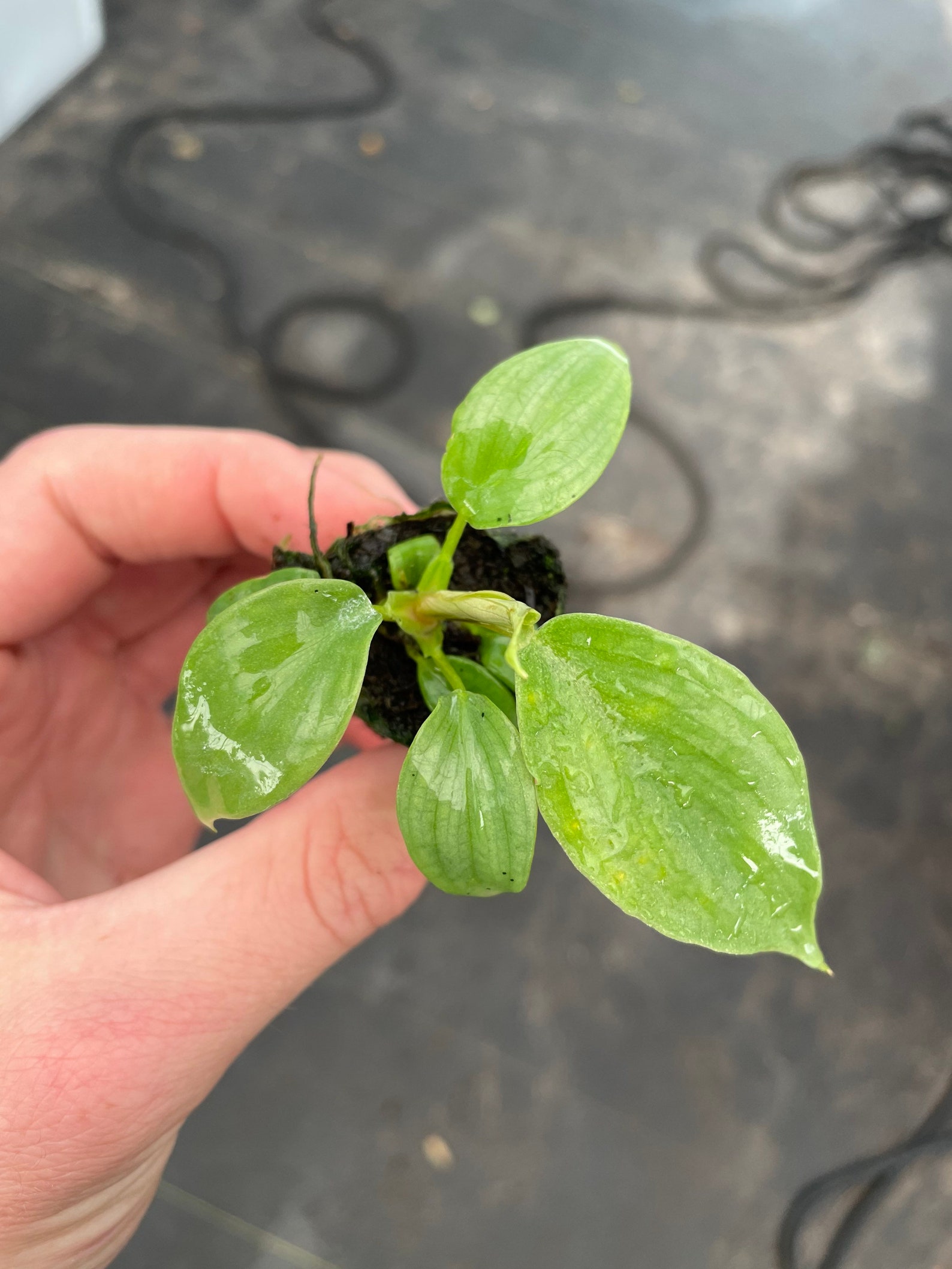 Philodendron Pastazanum Silver Cloud Starter Plant ALL - Etsy
