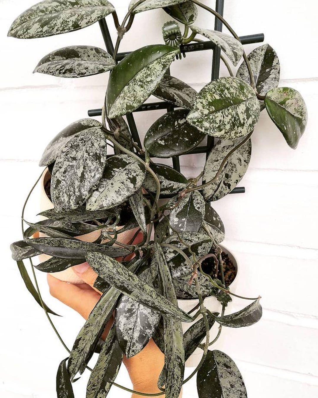 Hoya Minibelle Splash Starter Plant ALL STARTER PLANTS Require You to ...
