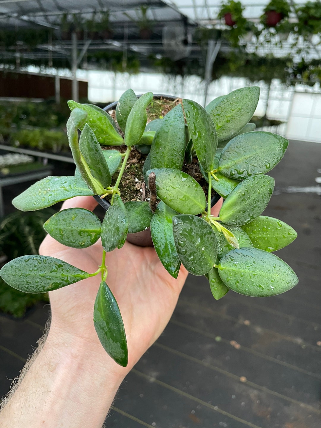 Hoya DS-70 “burtoniae ” 4” Pot (ALL PLANTS Require You to Purchase 2 ...